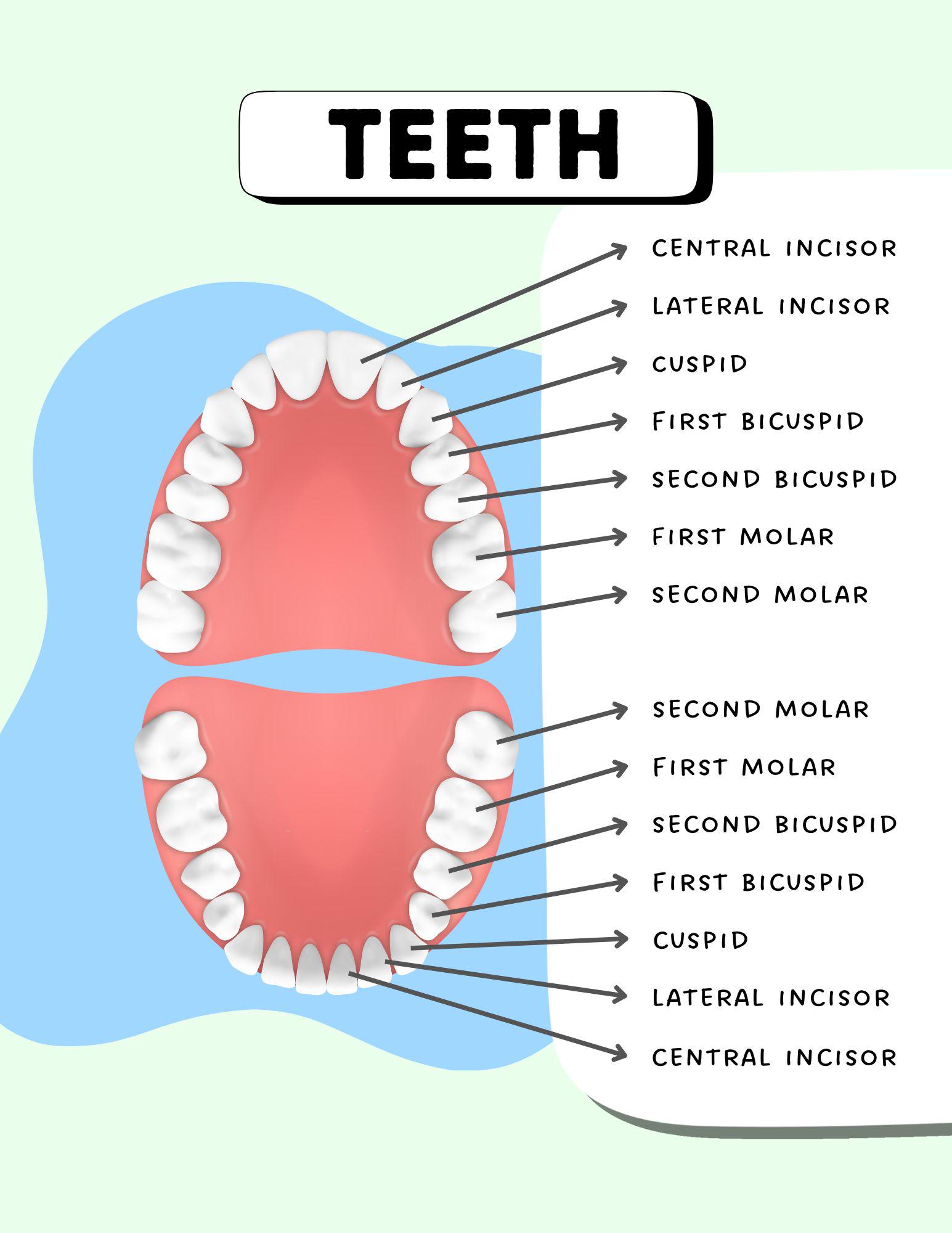 Giant 3D Printed Full Mouth Dental Model Puzzle - Educational Tooth ...