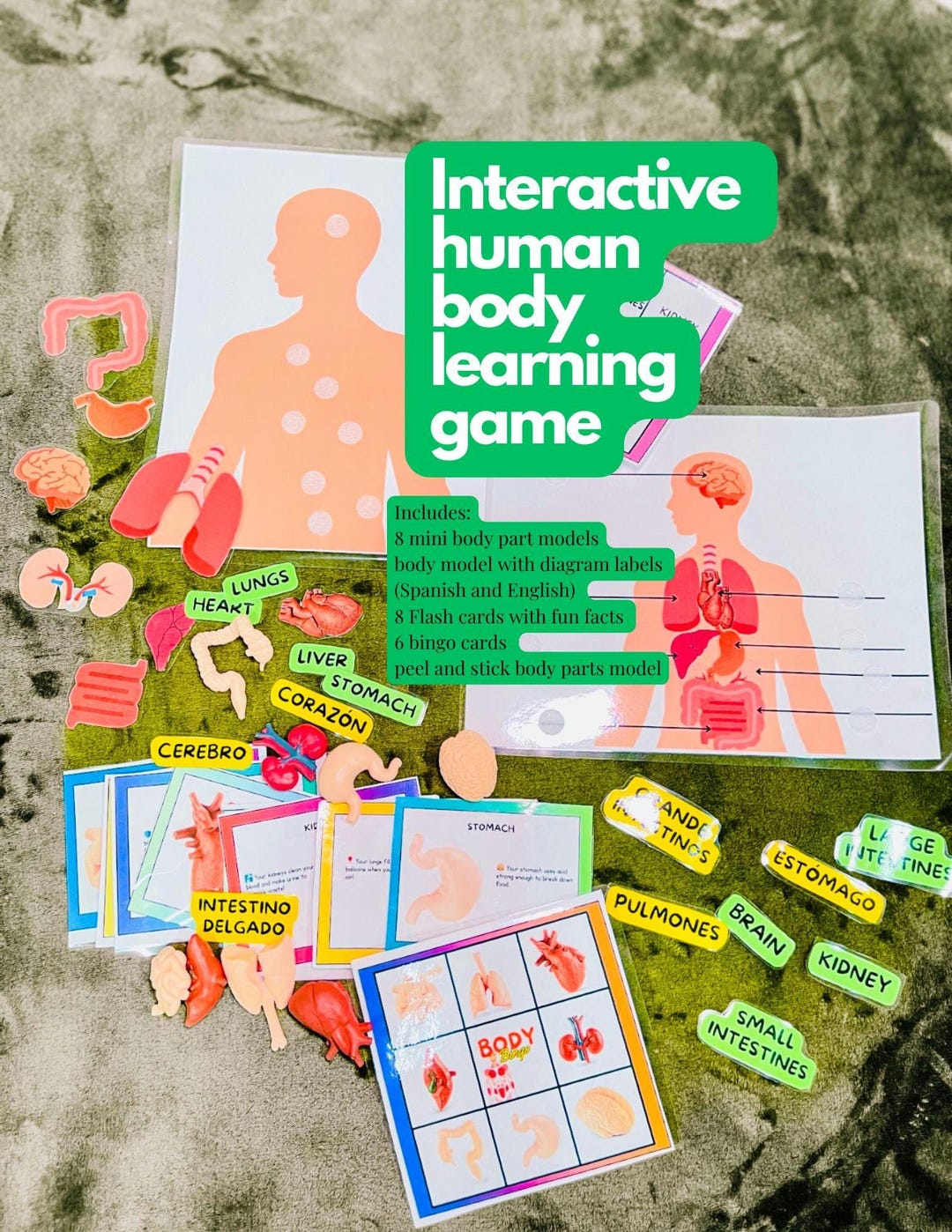 Interactive Human Body Learning Game - Bilingual Educational Toy With ...