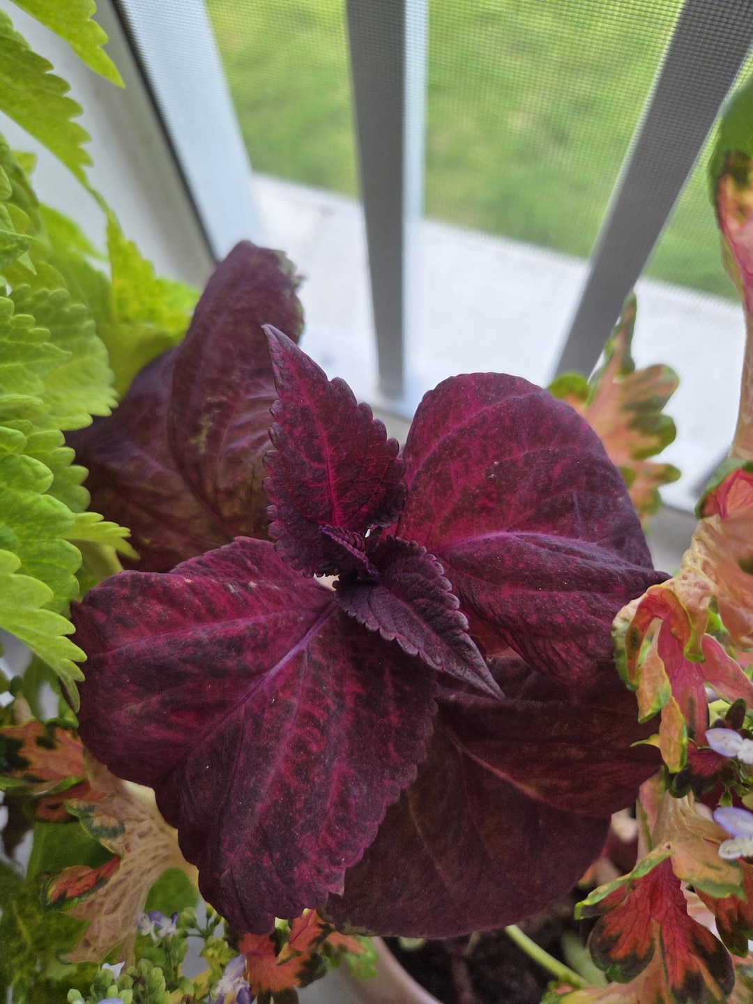 Folia Sunset Coleus Seeds (coleus Scutellarioides) - Etsy
