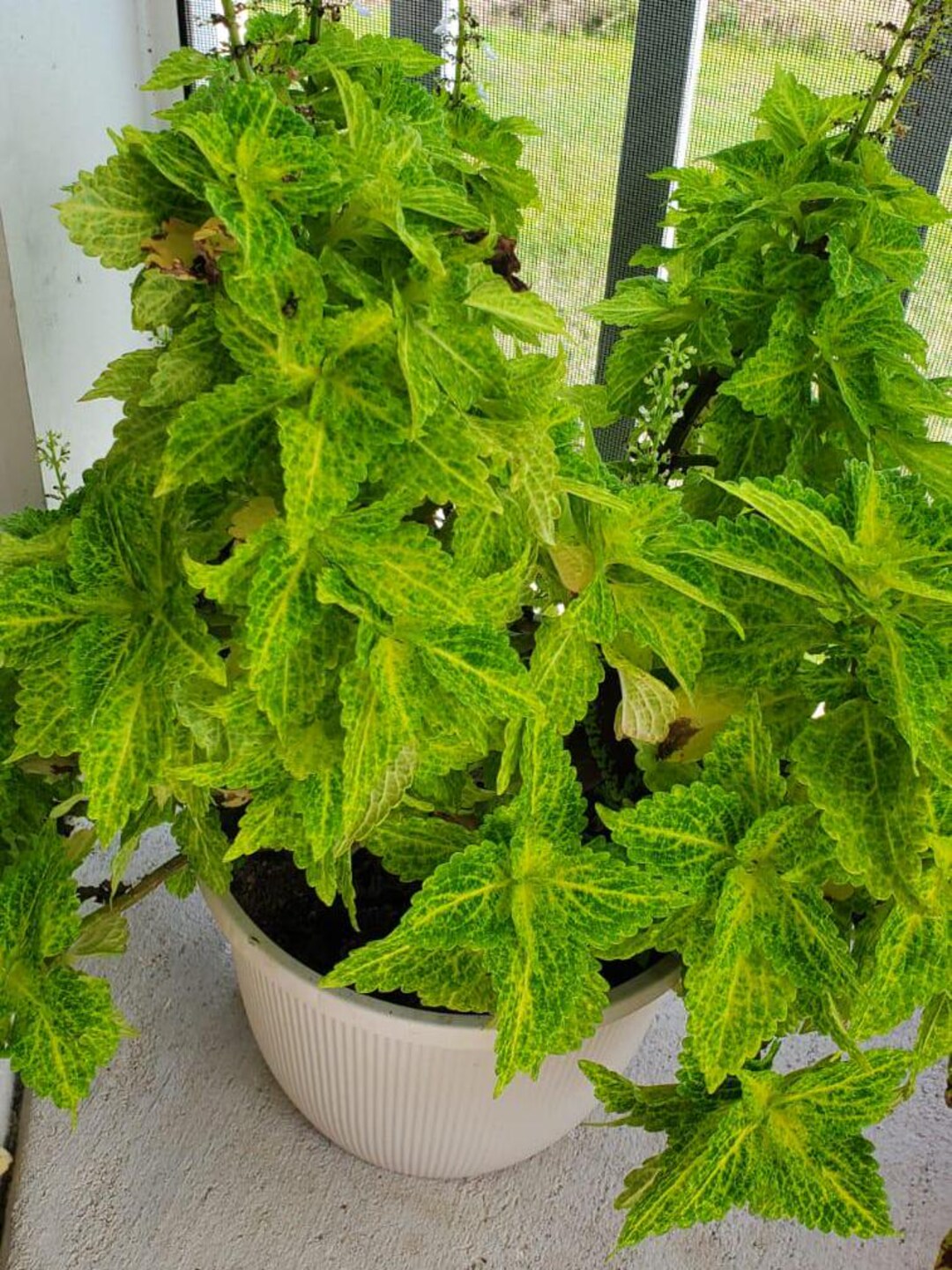 Electric Lime Coleus Seeds (coleus Scutellarioides) - Etsy