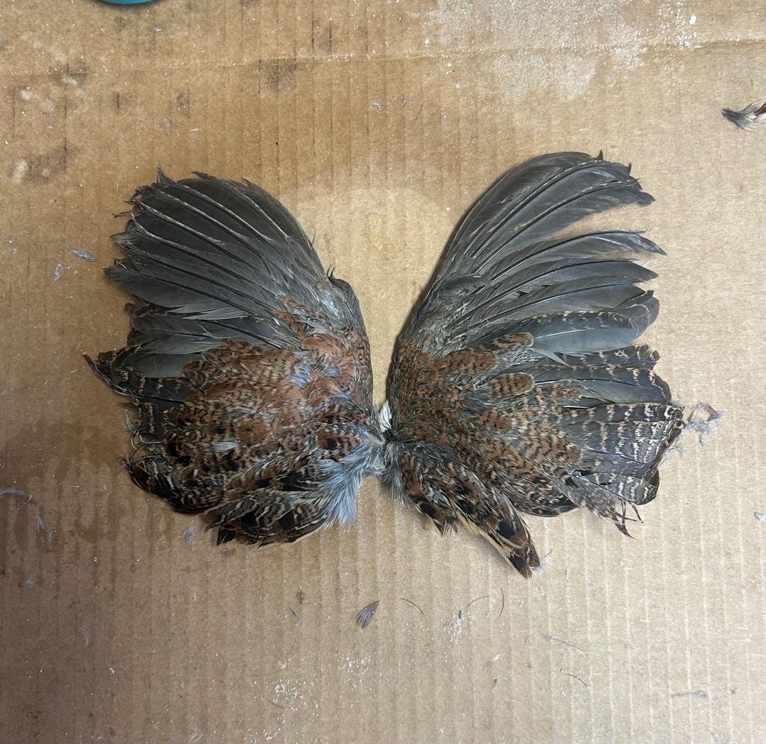 Natural Bobwhite Quail Wings - Etsy