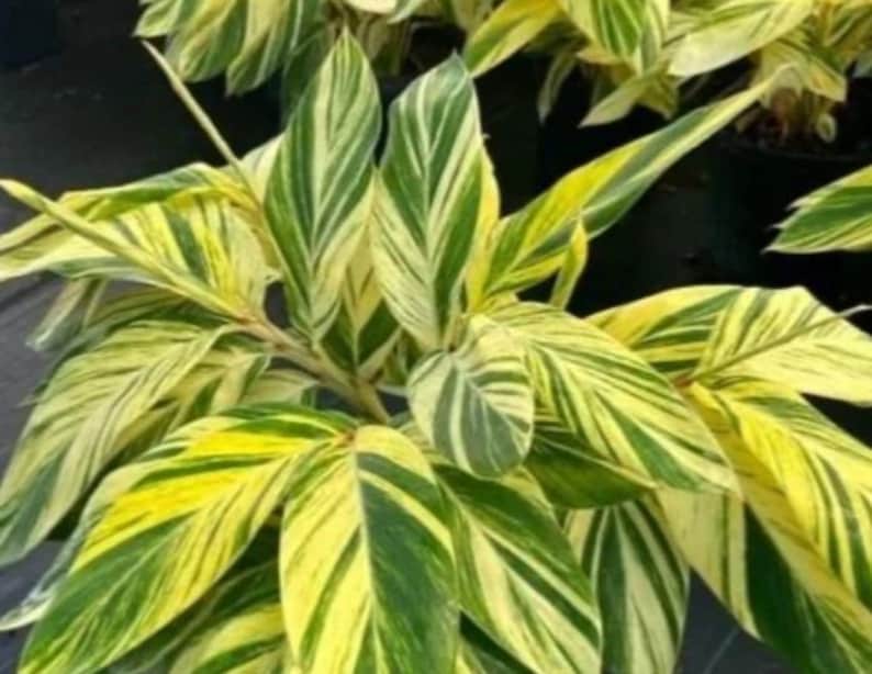 Variegated Shell Ginger Plant Rhizome/bulb One (1) - Etsy