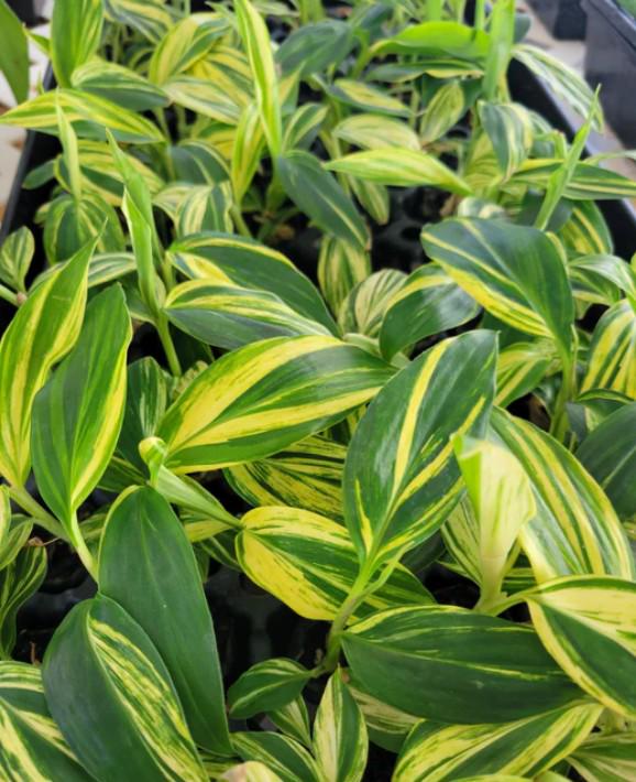 Variegated Shell Ginger Plant Rhizome/bulb One (1) - Etsy