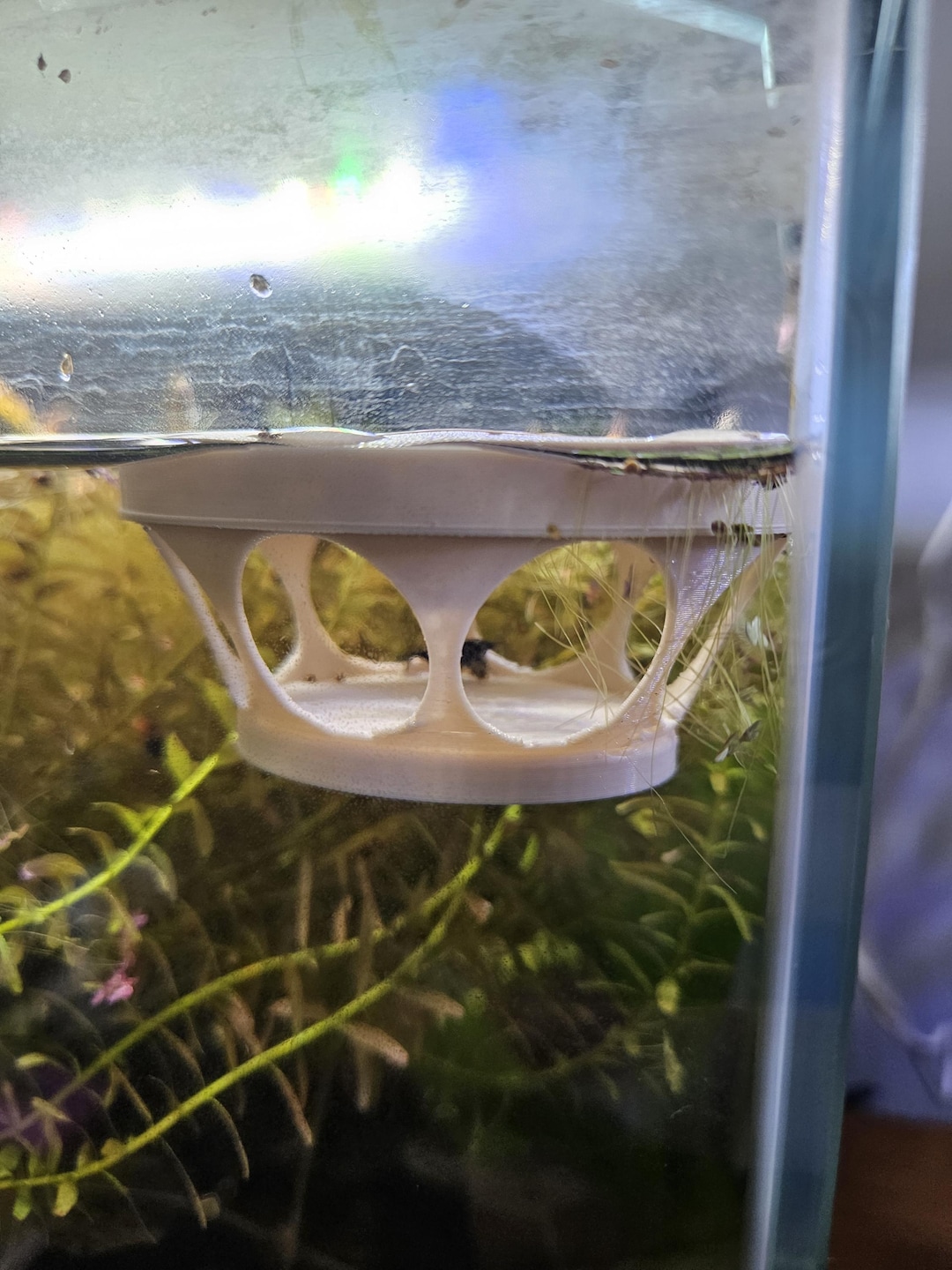 Betta Feeding Ring/platform Floating Feeding Zone Easy Feeding Area for ...