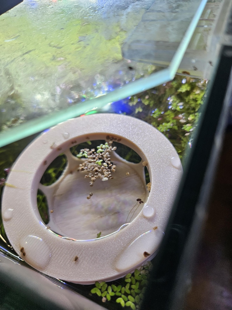 Betta Feeding Ring/platform | Floating Feeding Zone | Easy Feeding Area ...