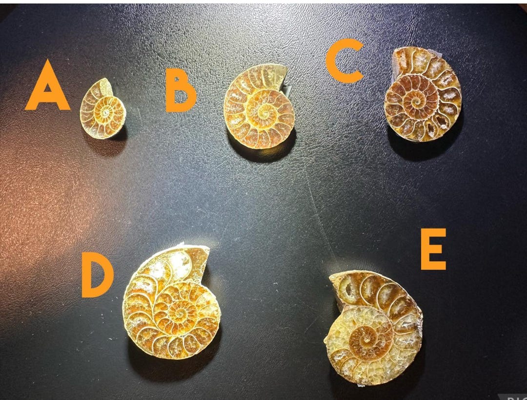 Opalized Ammonite - Ammonite Specimen - Polished Ammonite - Opal ...