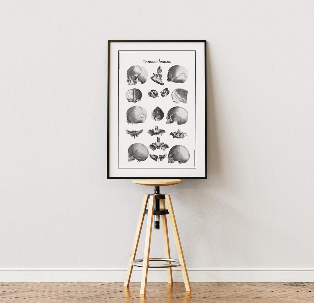 Anatomical Skull Poster – Cranium Humani – Vintage Medical Illustration ...