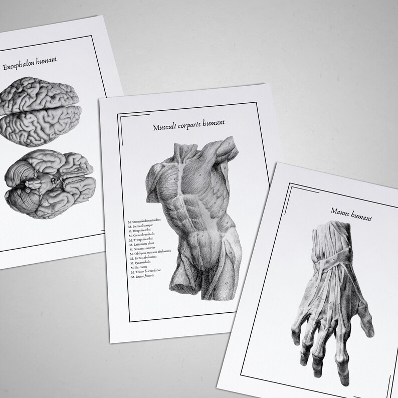 Vintage Anatomy Poster | Muscular System Wall Art | Human Body ...