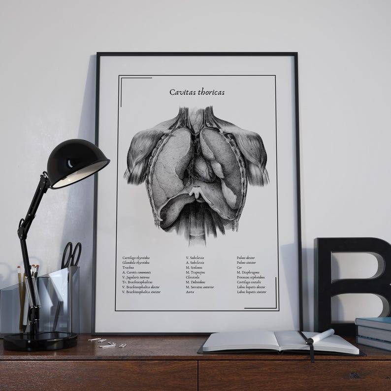 Thoracic Cavity Anatomy Poster – Cavitas Thoracis – Vintage Medical ...