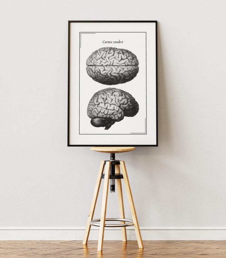 Brain Anatomy Poster Vintage | Cortex Cerebri | Medical Illustration ...