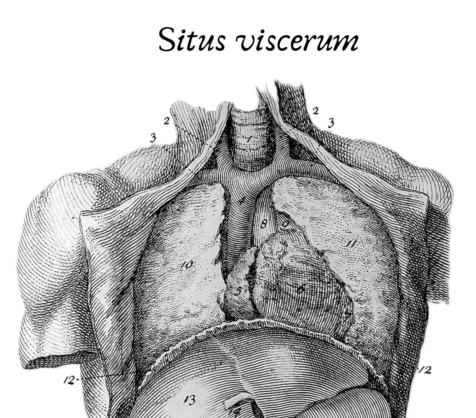 Human Torso Anatomy Poster | Vintage Labeled Organs Illustration 1730 ...