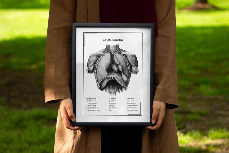 Thoracic Cavity Anatomy Poster – Cavitas Thoracis – Vintage Medical ...