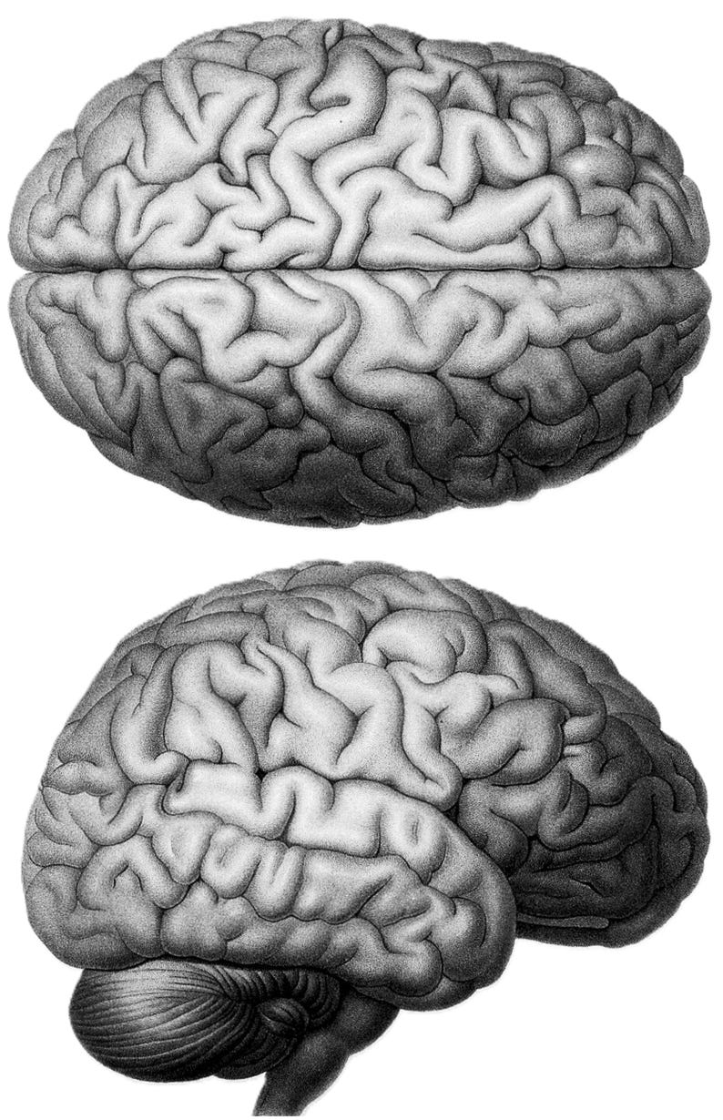 Brain Anatomy Poster Vintage | Cortex Cerebri | Medical Illustration ...