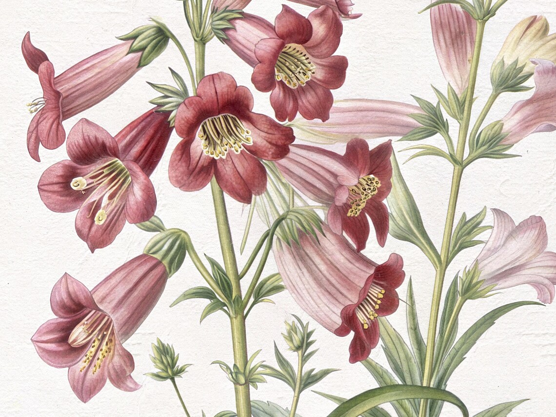 Penstemon Flower Print | Vintage Botanical Illustration (digital ...