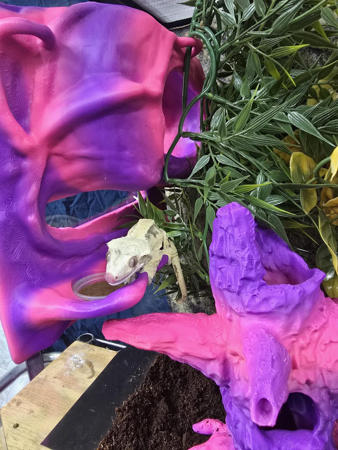 Magnetic Feeding Ledge + Hide W/ Planter — Gecko & Tree Frog Terrarium ...