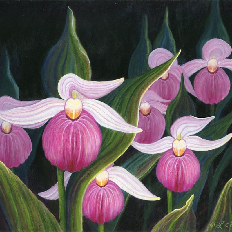 Pink Lady's Slipper - Etsy