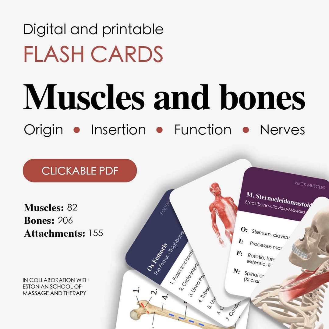 Muscles and Bones FLASH CARDS (in English and Latin) - Etsy UK