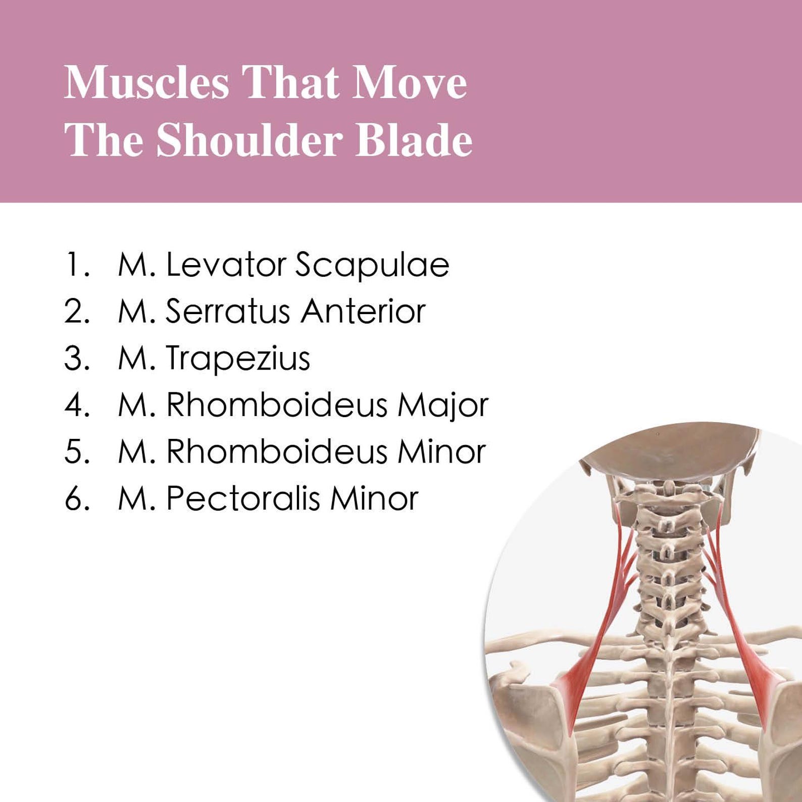 Muscles and Bones FLASH CARDS (digital, in Latin) - Etsy