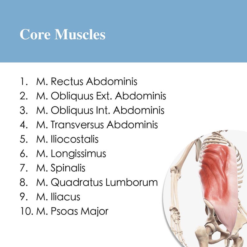Muscles and Bones FLASH CARDS (digital, in Latin) - Etsy