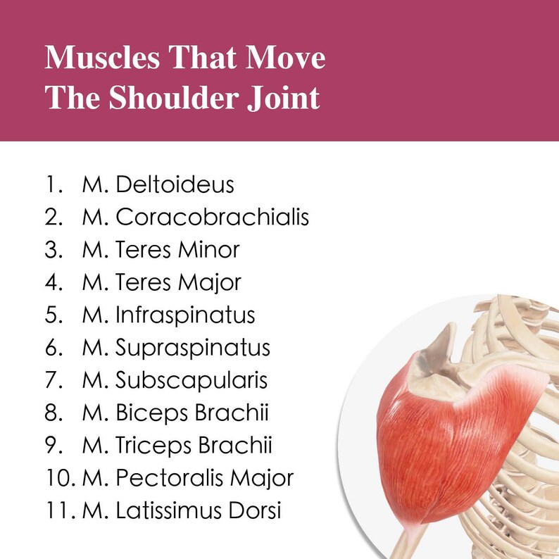 Muscles and Bones FLASH CARDS (digital, in Latin) - Etsy