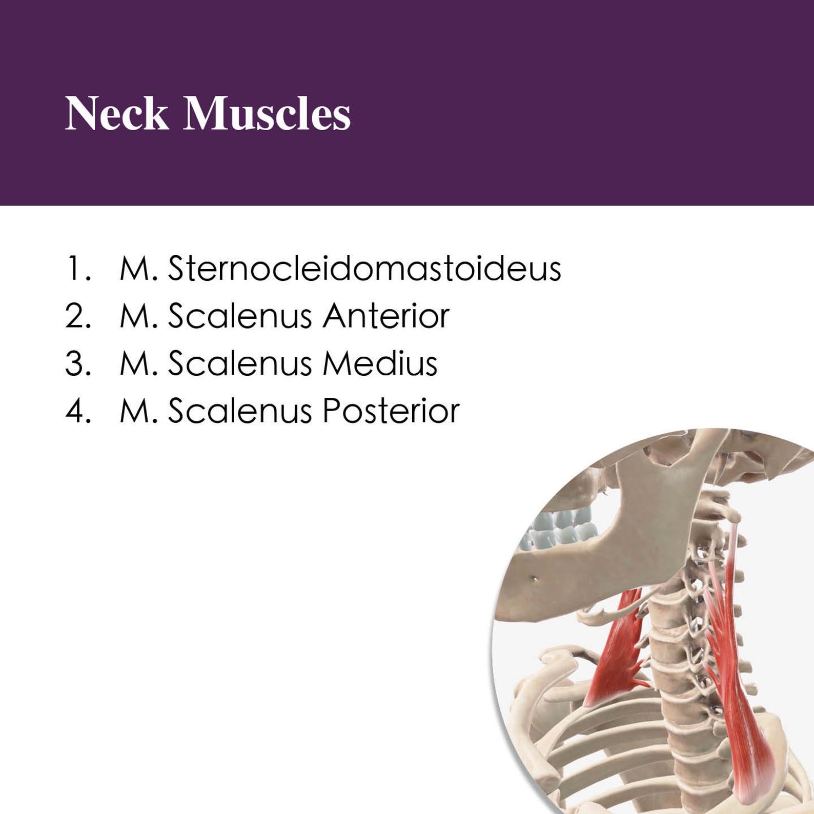 Muscles and Bones FLASH CARDS (digital, in Latin) - Etsy