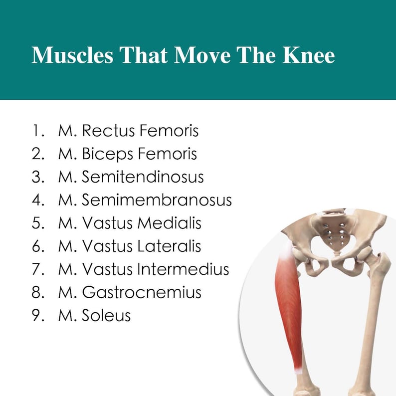 Muscles and Bones FLASH CARDS (digital, in Latin) - Etsy