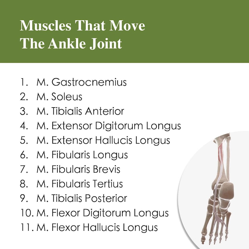 Muscles and Bones FLASH CARDS (digital, in Latin) - Etsy