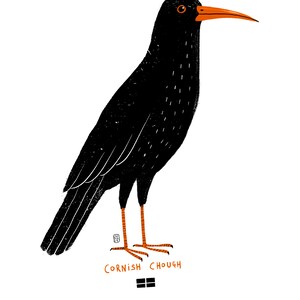 Cornish Chough - Signed Print - Etsy