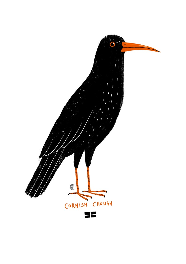 Cornish Chough Signed Print - Etsy UK