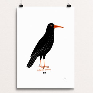Cornish Chough - Signed Print - Etsy