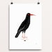 Cornish Chough - Signed Print - Etsy