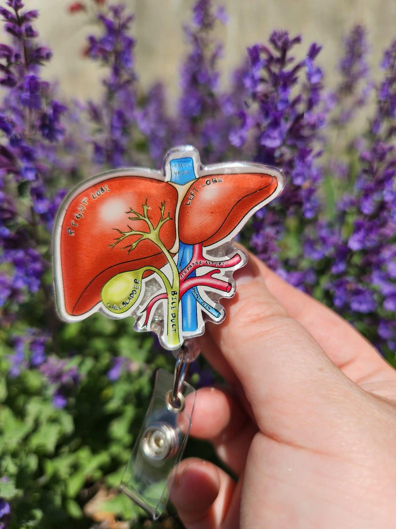 Liver Anatomy Badge Reel, Hepatologist Badge. Anatomical Liver ...