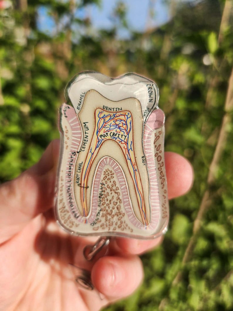 Anatomical Tooth Retractable Badge Reel: Dental Office Gift - Etsy