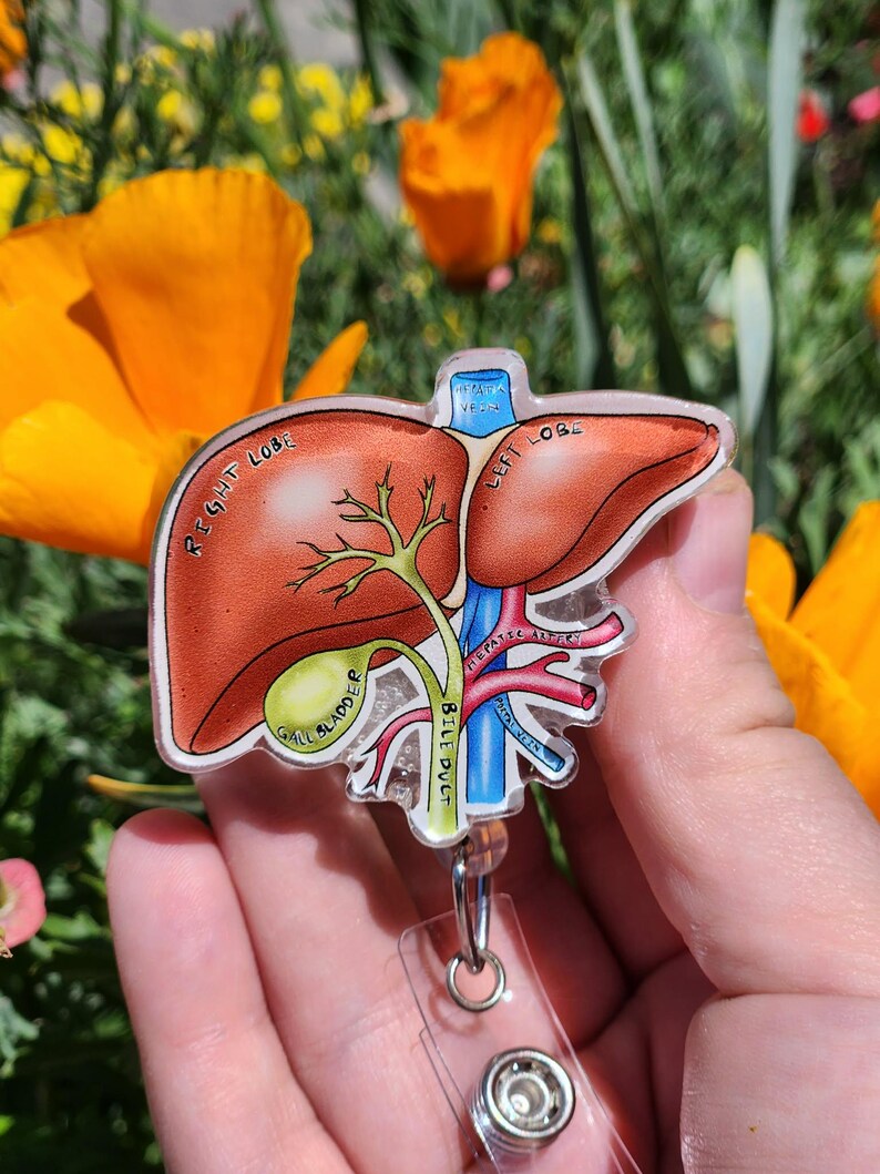 Liver Anatomy Badge Reel, Hepatologist Badge. Anatomical Liver ...