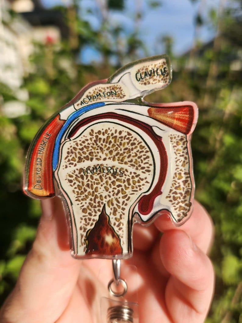 Anatomical Orthopedic Shoulder Badge Reel: Orthopedic Surgeon Medical ...