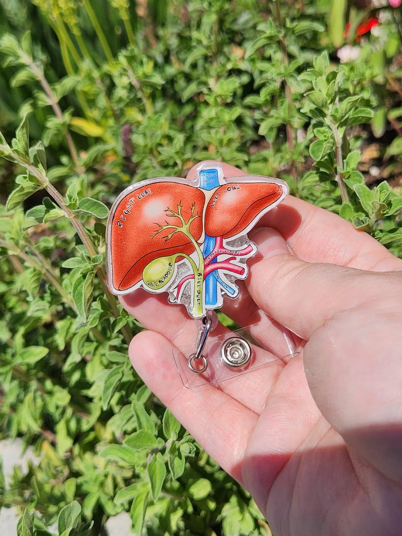 Liver Anatomy Badge Reel, Hepatologist Badge. Anatomical Liver ...