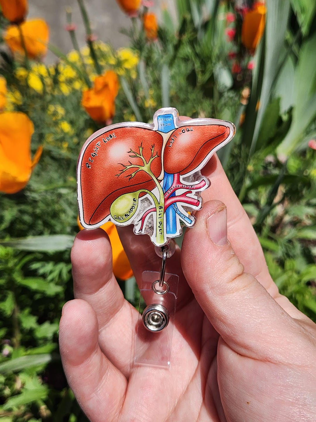 Liver Anatomy Badge Reel, Hepatologist Badge. Anatomical Liver ...
