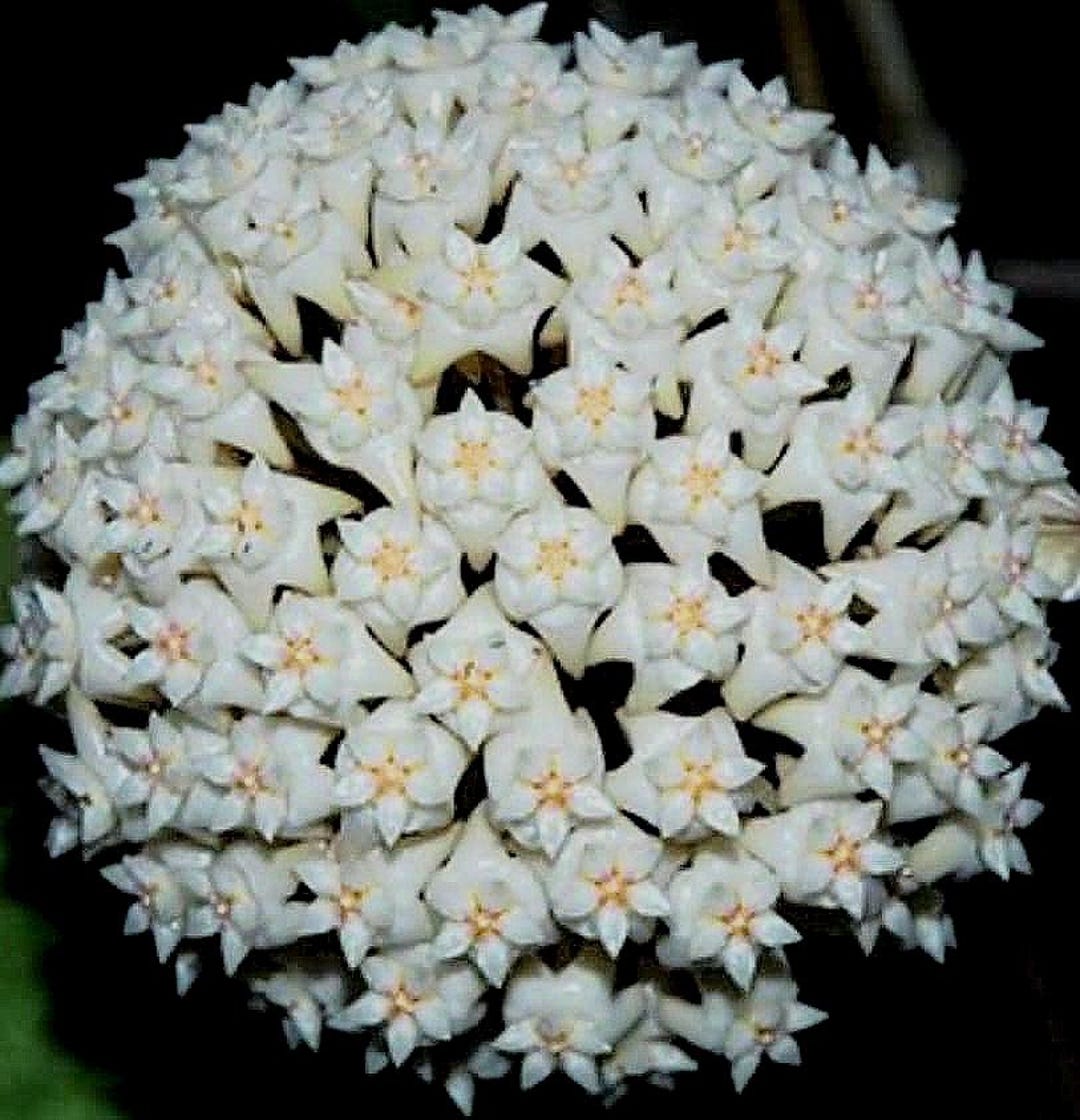 Hoya Latifolia Dinner Plate - Etsy