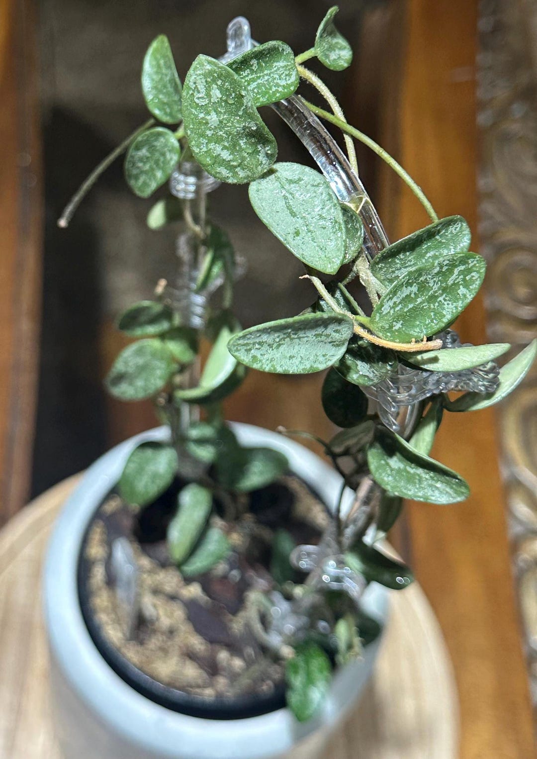 Hoya Lima Splash/silver ~ “cutting” - Etsy