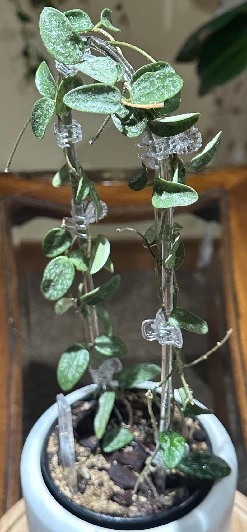 Hoya Lima Splash/silver ~ “cutting” - Etsy