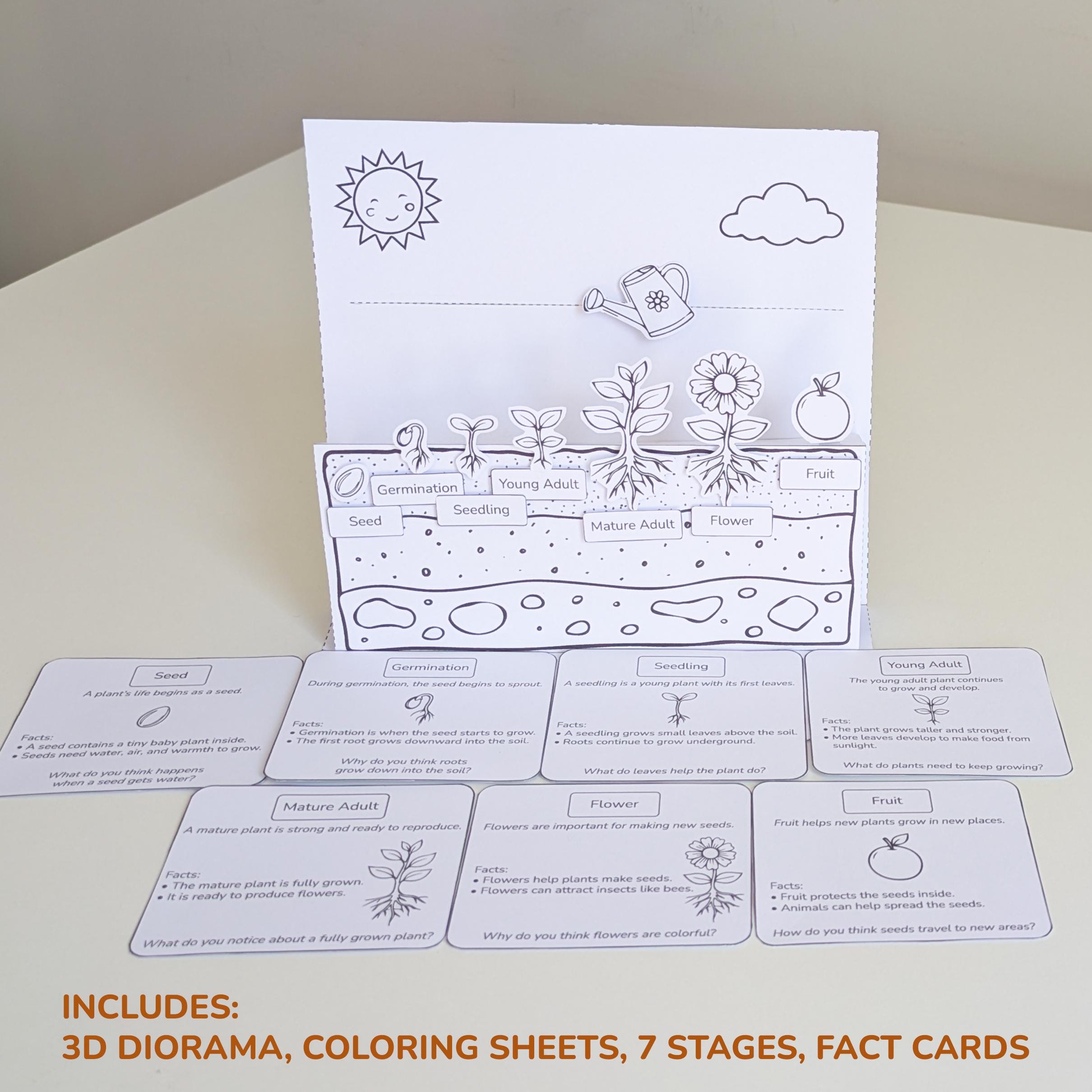 Plant Life Cycle Diorama Printable | 7 Stages Science Craft for Kids ...