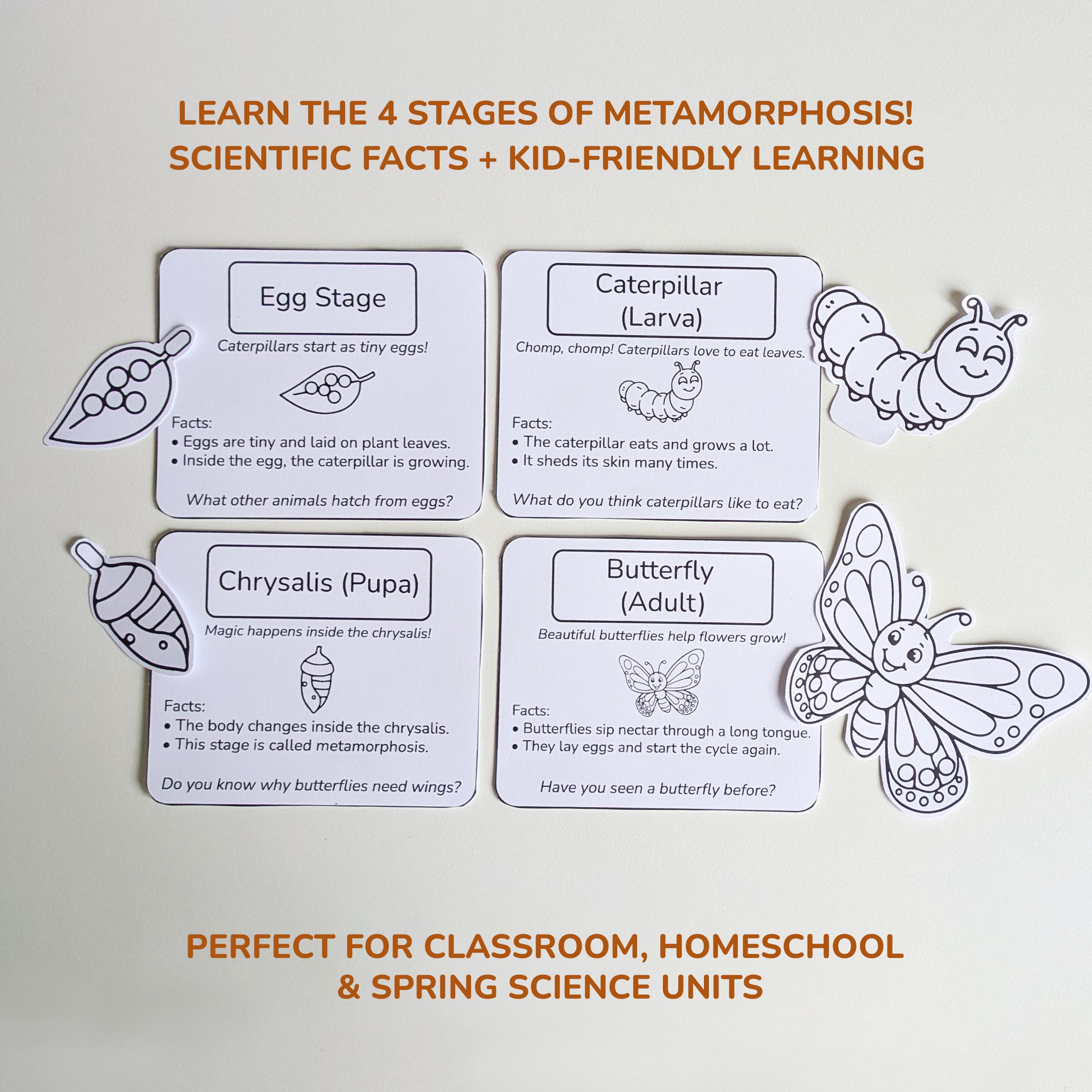 Butterfly Life Cycle Printable Diorama STEM Science Activity for Kids ...
