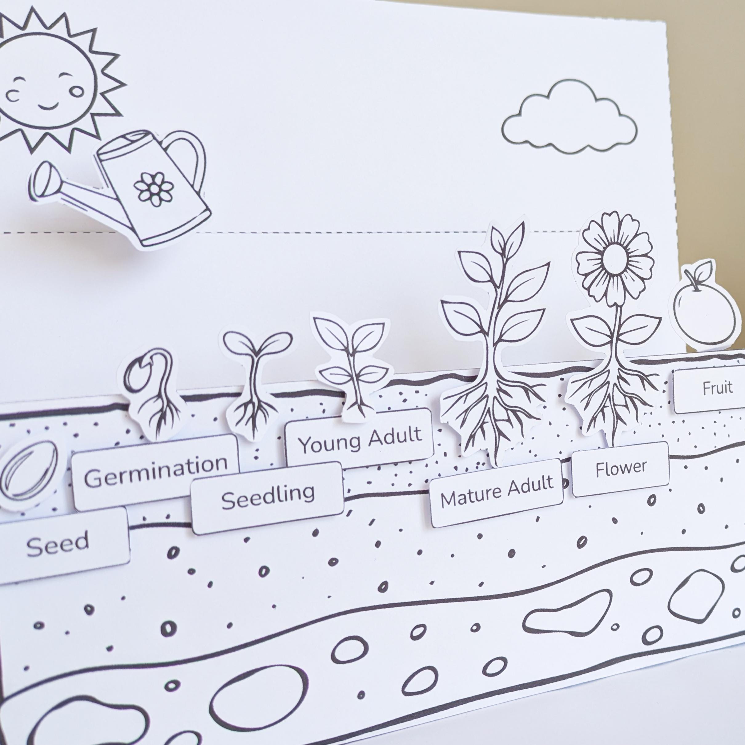 Plant Life Cycle Diorama Printable | 7 Stages Science Craft for Kids ...