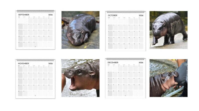 Moo Deng 2026 Calendar | Pygmy Hippo | Cute Animal | Baby Hippo | Funny ...