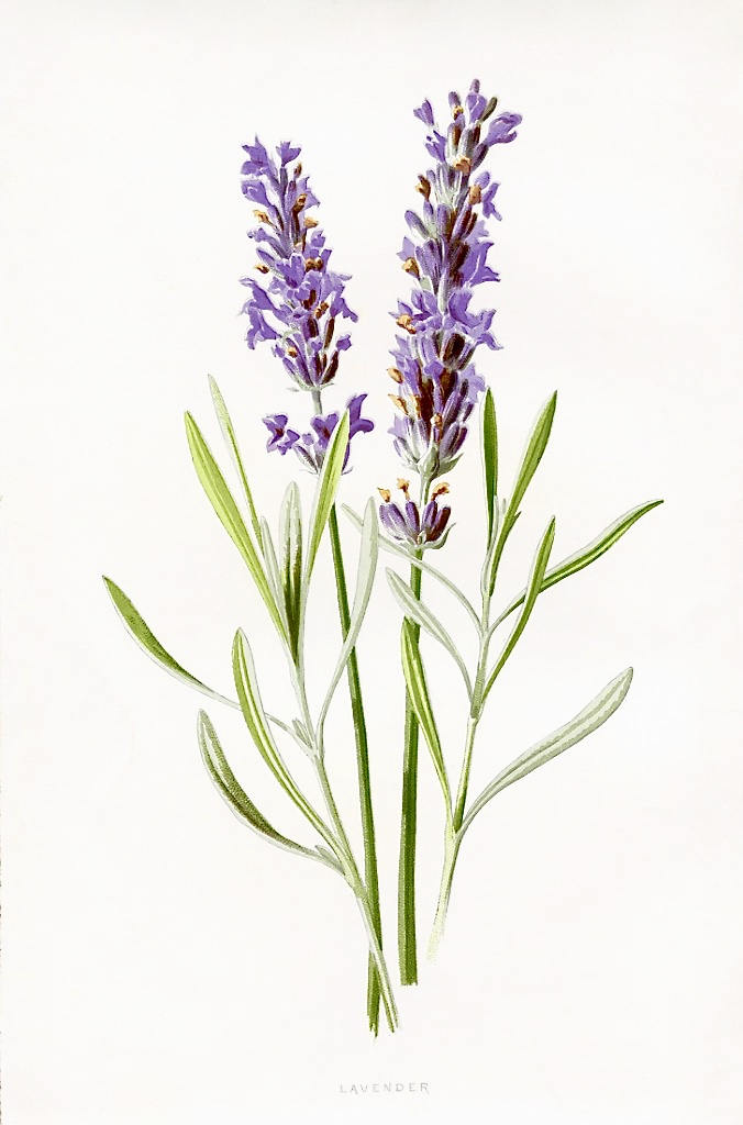 Lavender Sprig Drawing