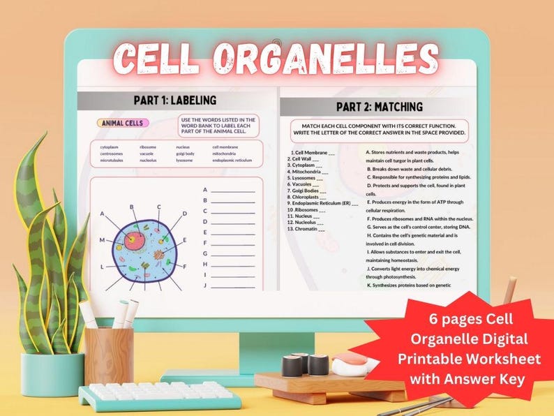 Anatomy & Biology 6 Pages Cell Organelle Digital Printable Worksheet ...