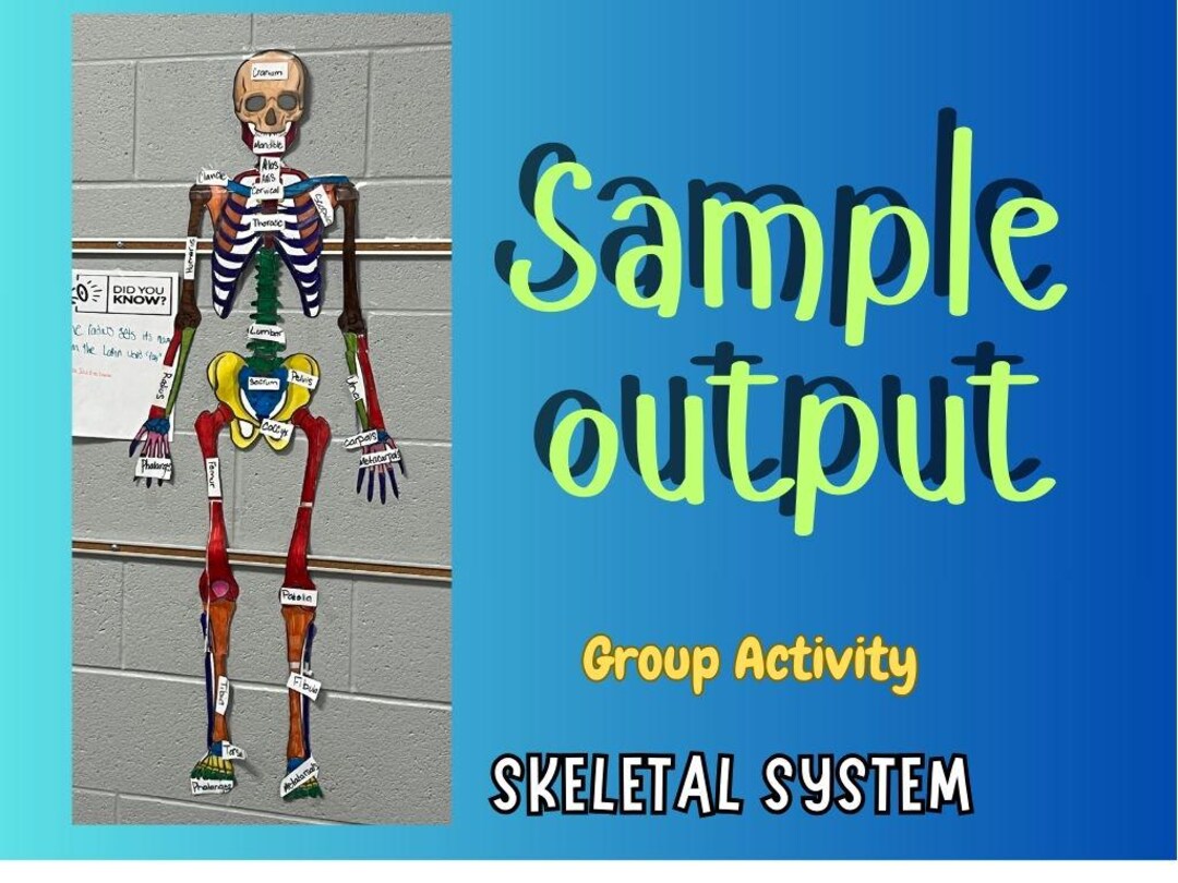 Skeletal System Big Illustration, Group Activity With Instructions ...