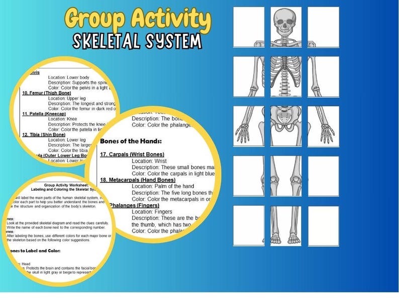 Skeletal System Big Illustration, Group Activity With Instructions ...