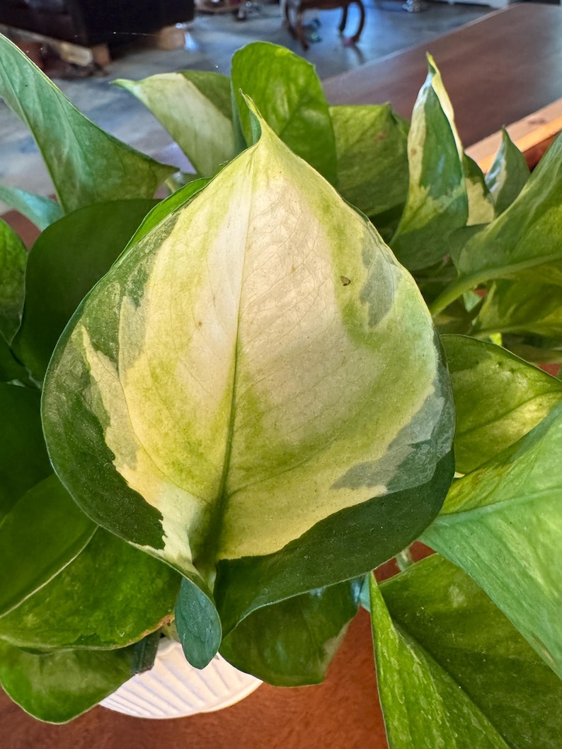 Rare Lemon Top Pothos Cutting: Water-rooted Chartreuse Indoor Vine - Etsy