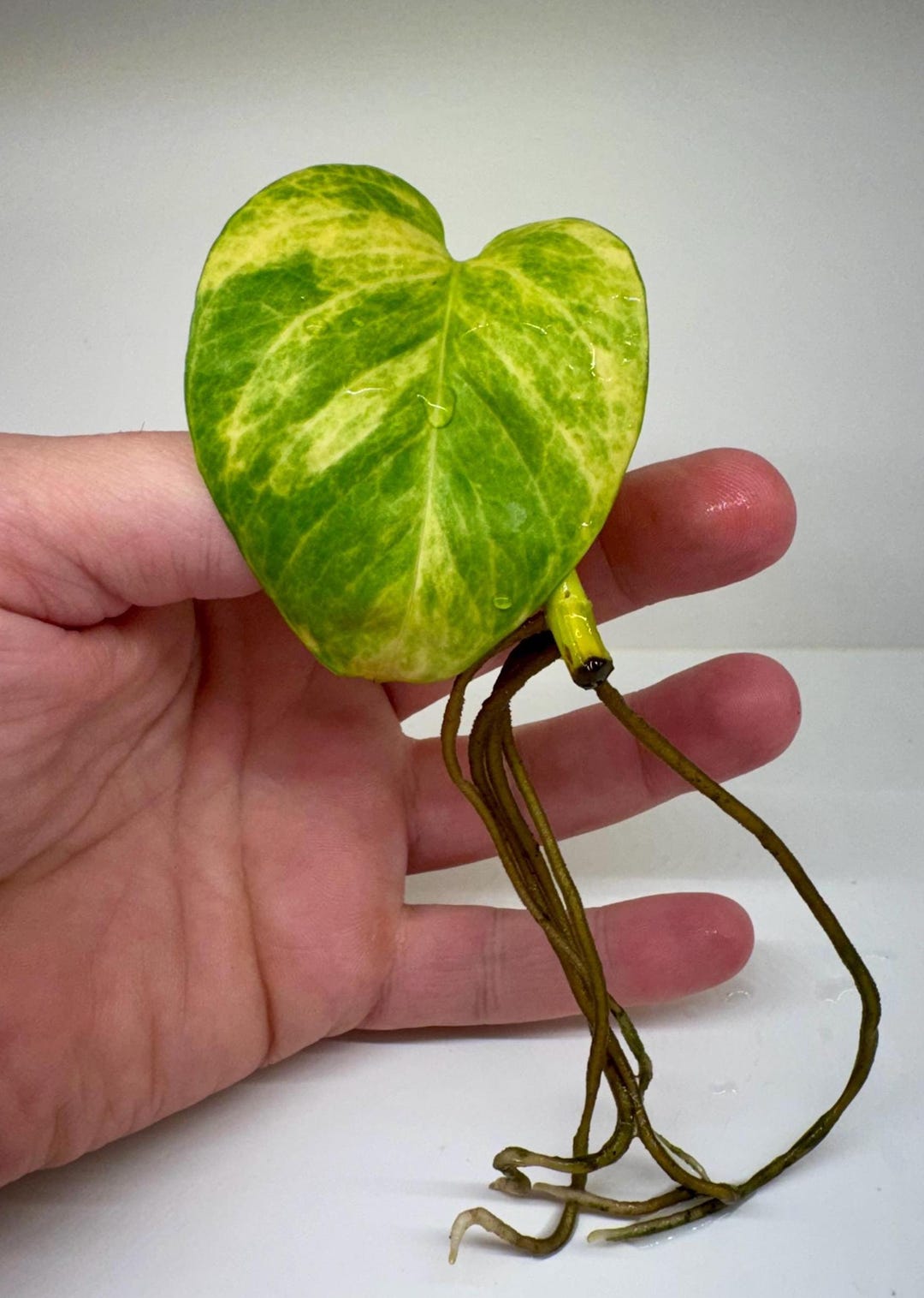 POTHOS TERUNO #3 ROBIN - Rooted - High Variegation-1 - Etsy